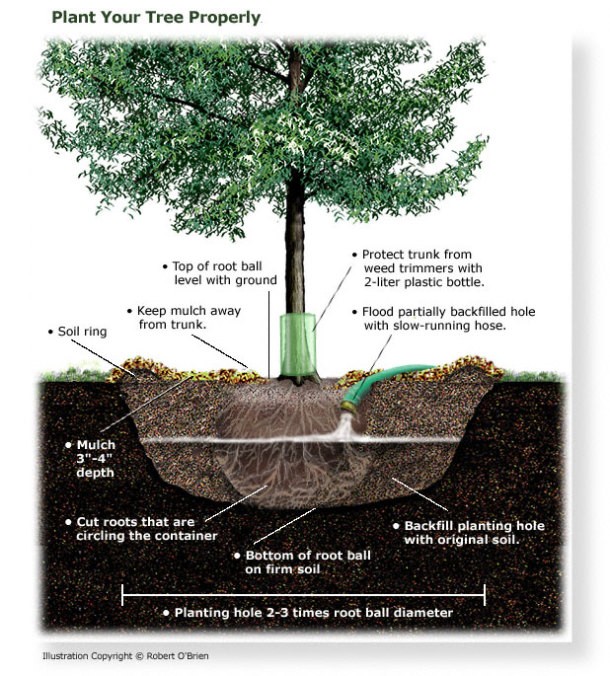 treeplantingdiagram - Tinkers Creek Watershed Partners